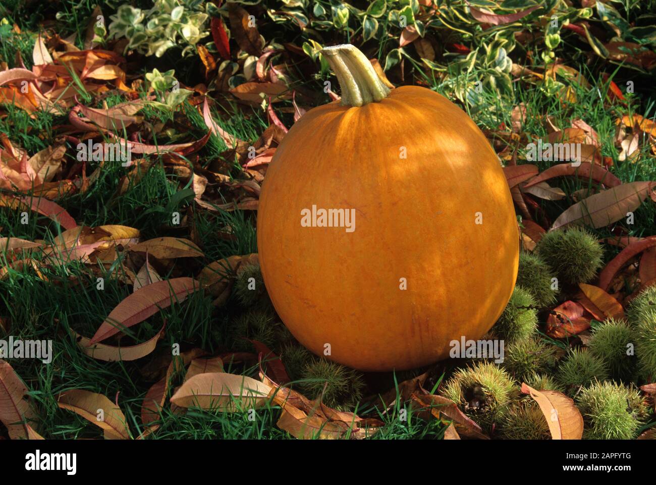 Halloween squash (Cucurbita pepo) 'Jack O' Lantern ' Stock Photo - Alamy
