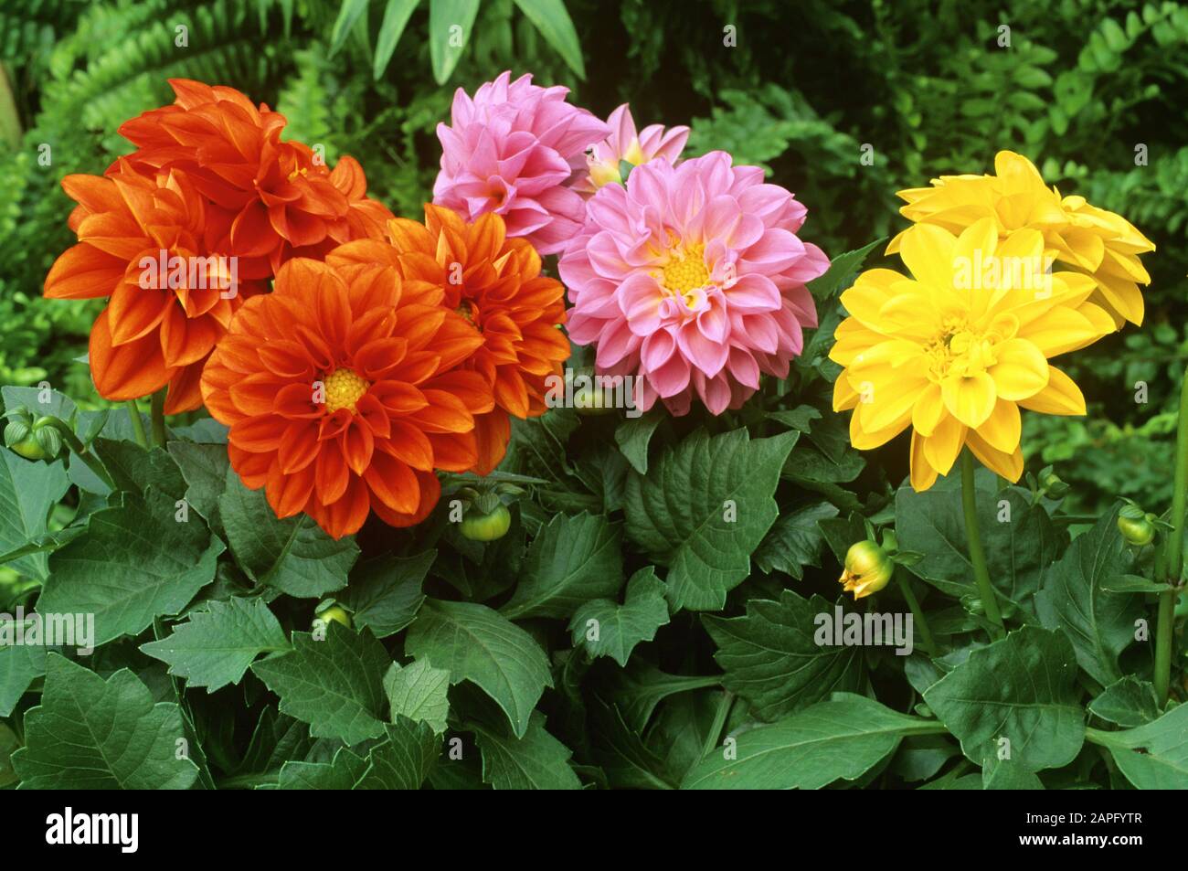 Dwarf double dahlia mixed Stock Photo - Alamy