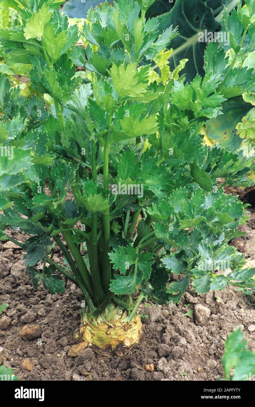 Apium Graveolens High Resolution Stock Photography and Images - Alamy