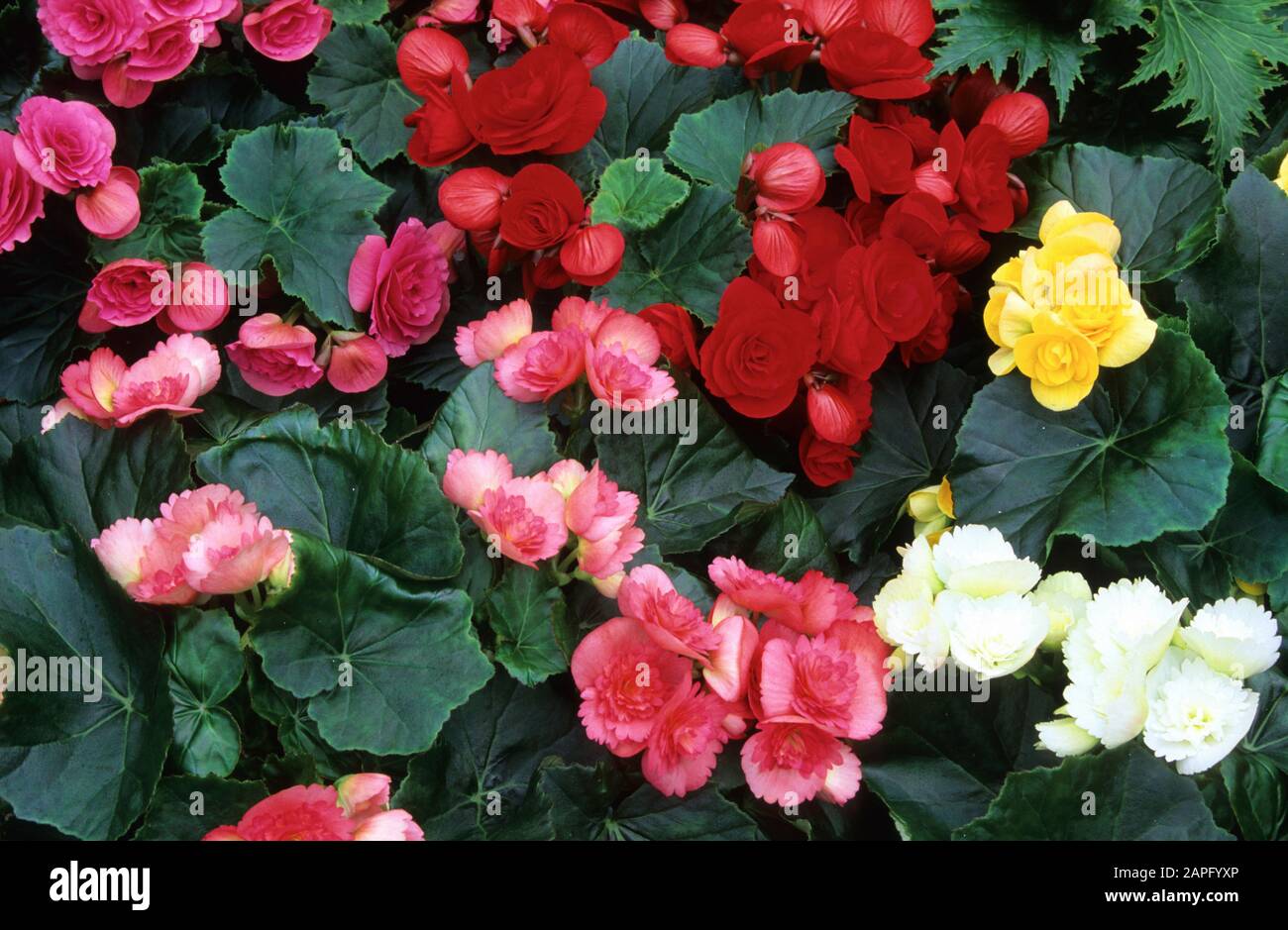 Begonias (Begonia sp) in mixture Stock Photo - Alamy