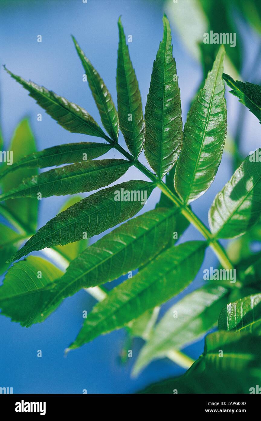 Ash leaf (Fraxinus sp) in spring Stock Photo - Alamy