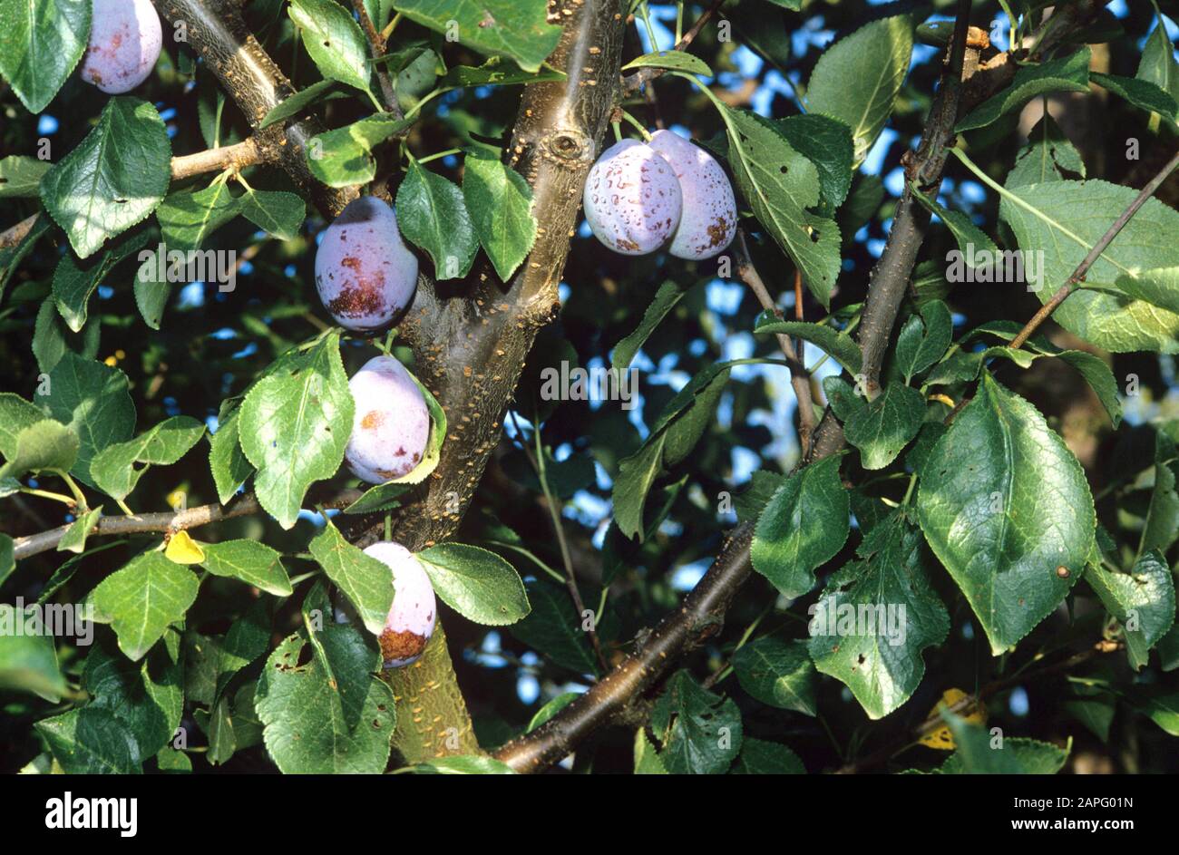 Quetsche hi-res stock photography and images - Alamy