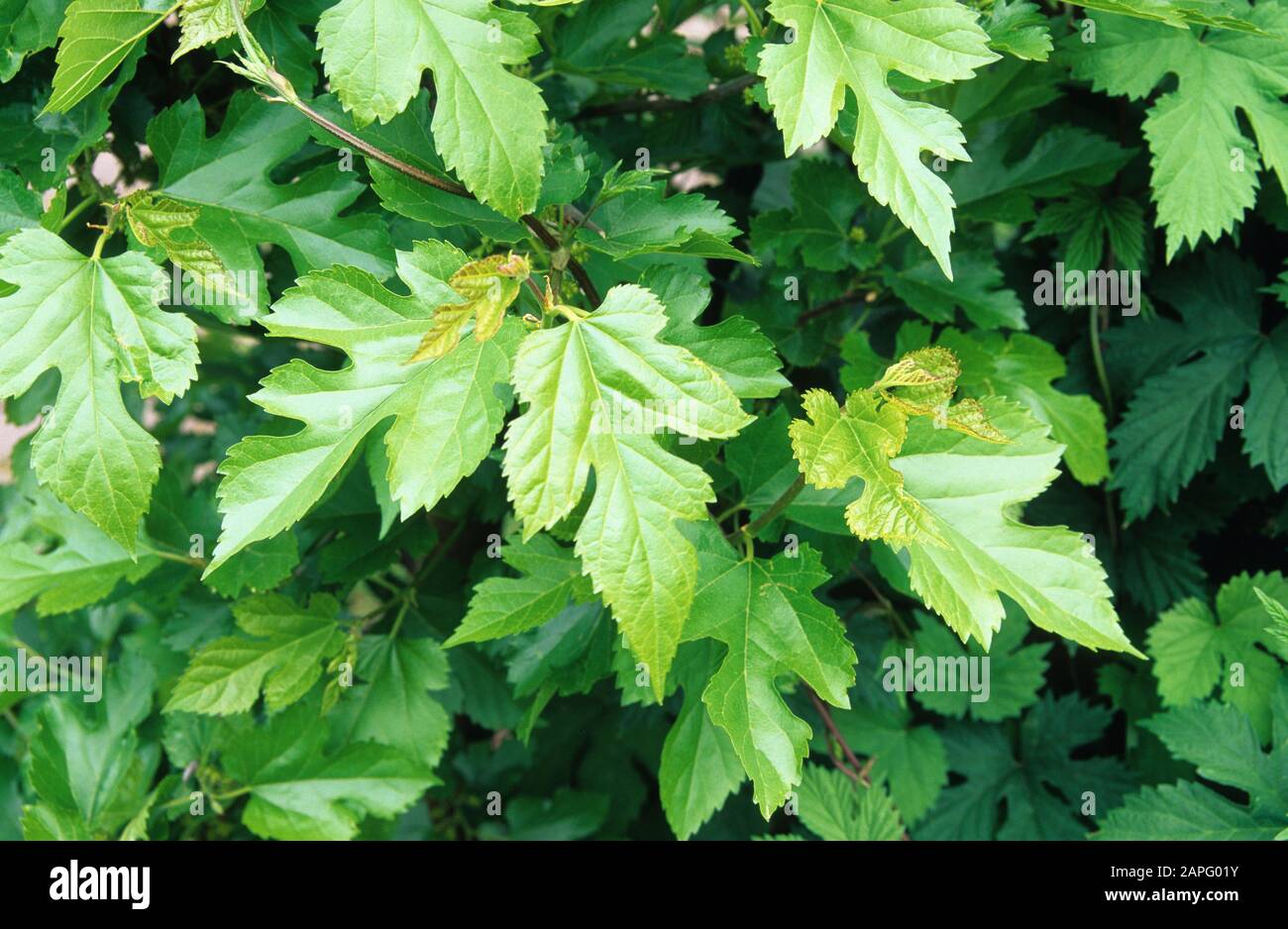 Mulberry tree (Morus alba), foliage Stock Photo - Alamy