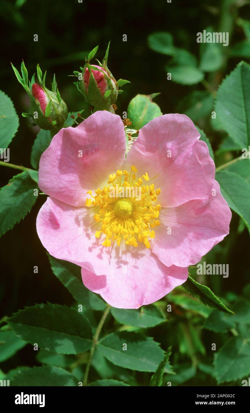 Sweet Briar (Rosa eglanteria) flower Stock Photo - Alamy
