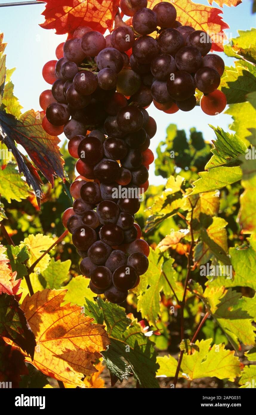 Rose grape bunch (Vitis vinifera), fruits in autumn Stock Photo - Alamy