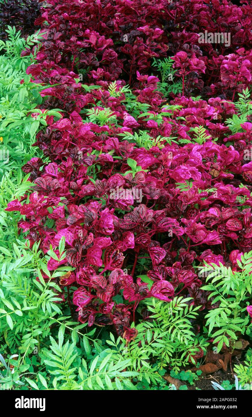 Iresine High Resolution Stock Photography and Images - Alamy