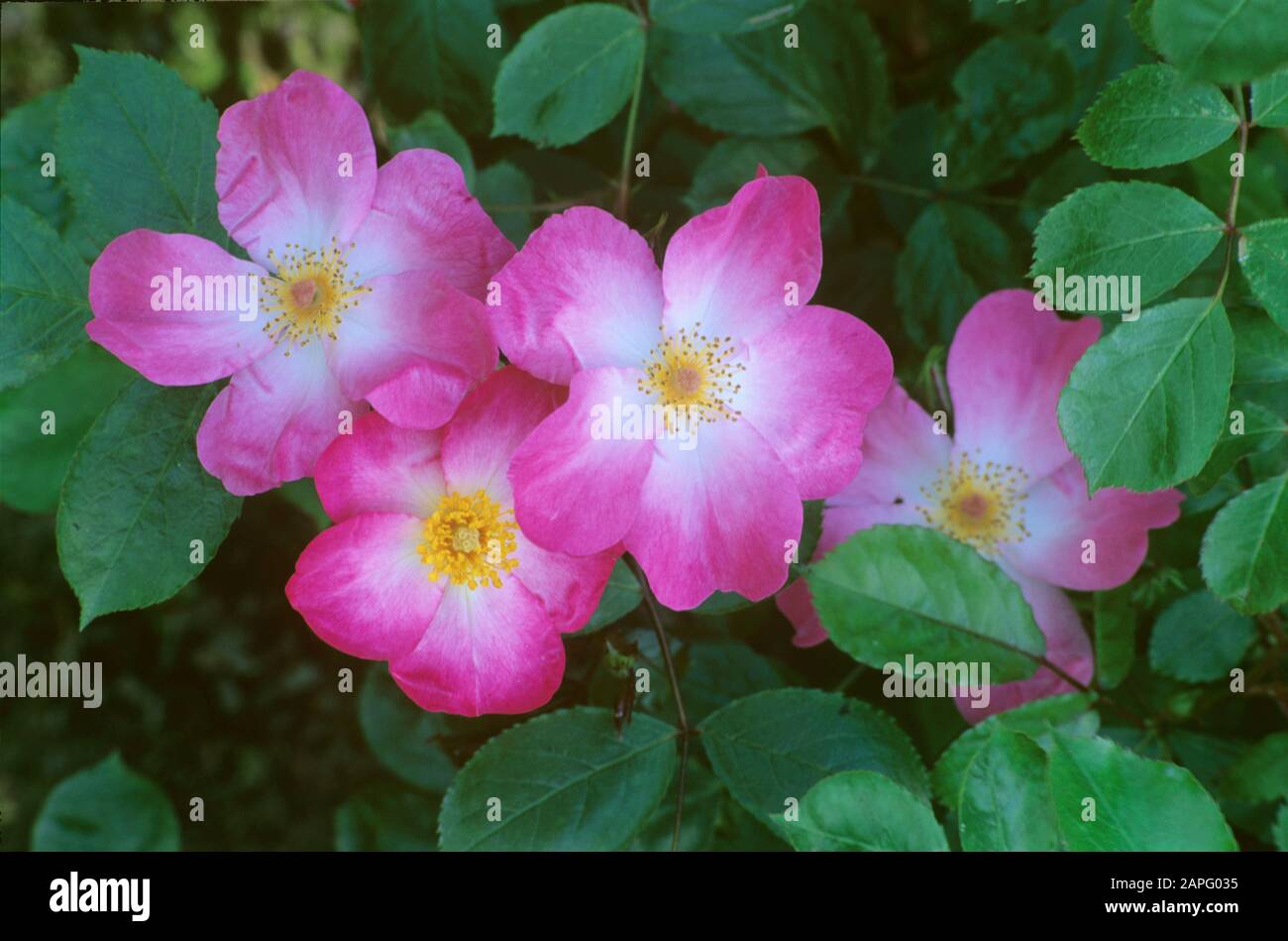 Sweet Briar (Rosa eglanteria) in bloom Stock Photo - Alamy