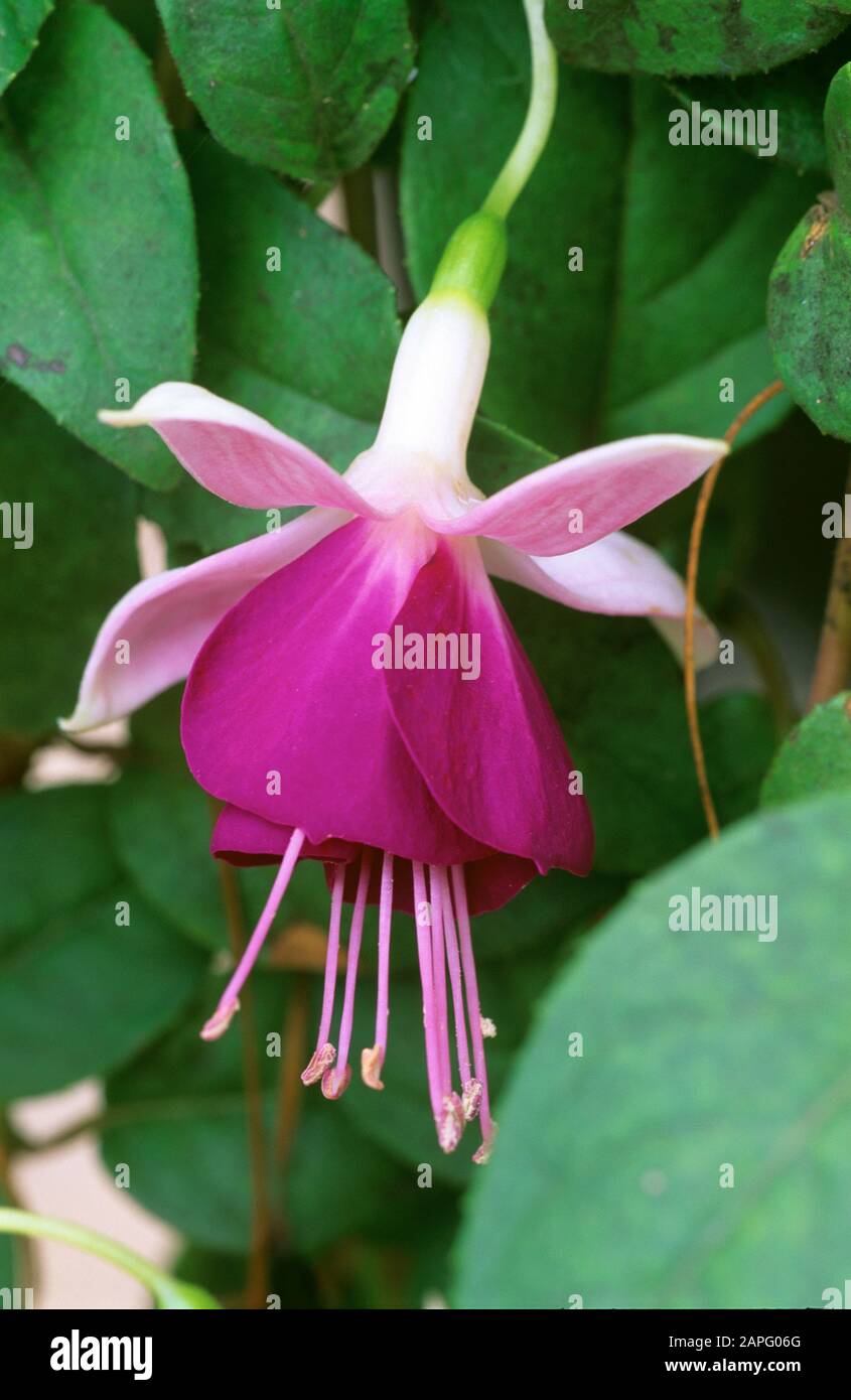 Fuchsia ballet girl hi-res stock photography and images - Alamy