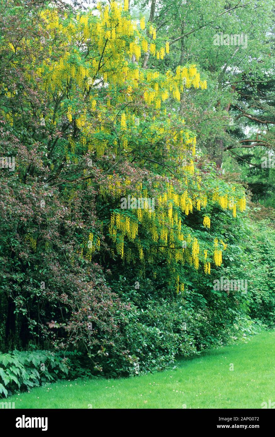 Free Hedge with Voss' Goldenchain Tree (Laburnum x watereri) 'Vossii ...