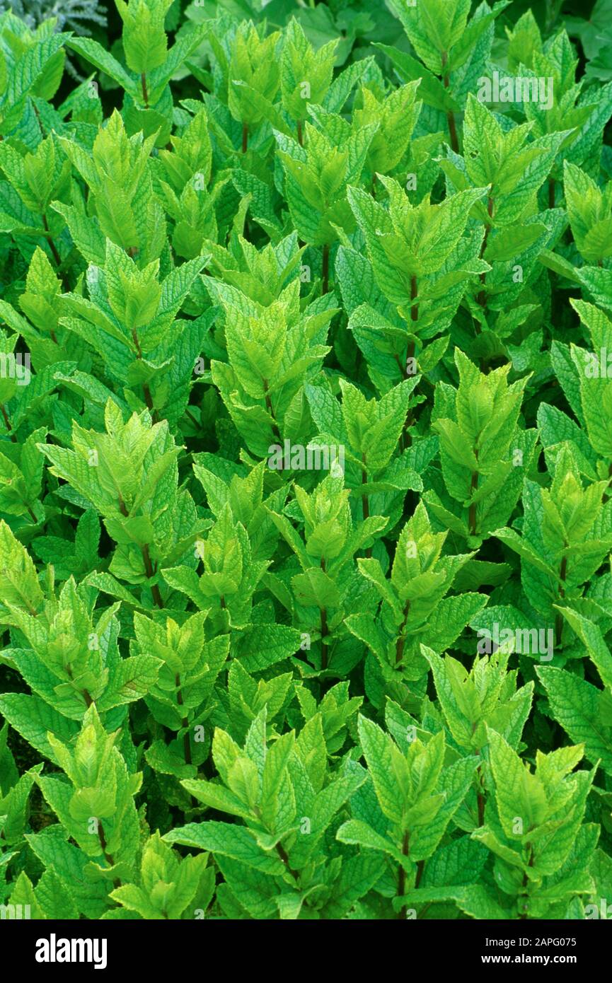 Common mint, spearmint (Mentha officinalis Stock Photo - Alamy