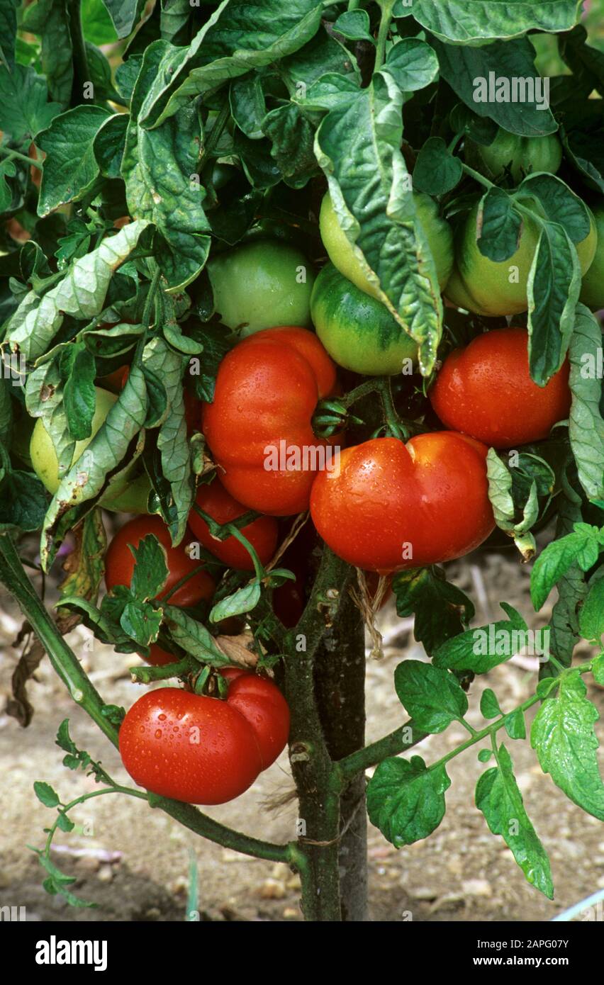 Tomato 'Marmande' (Lycopersicon esculentum), vegetables Stock Photo - Alamy