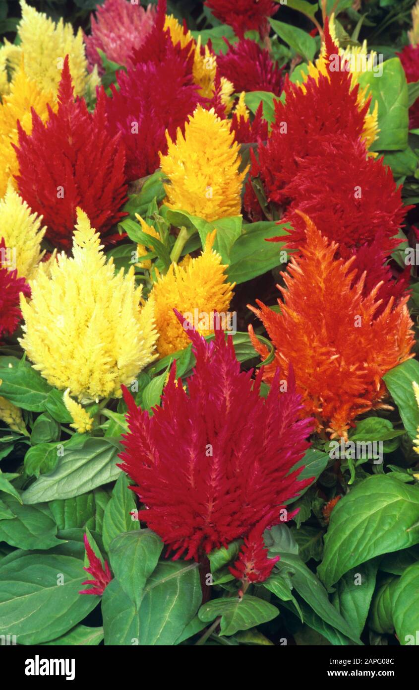 Celosia Argentea Var Plumosa High Resolution Stock Photography and ...