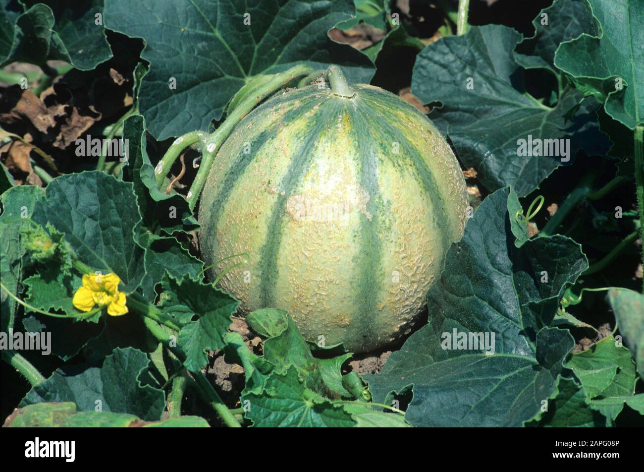 Melon cucumis melo hi-res stock photography and images - Alamy