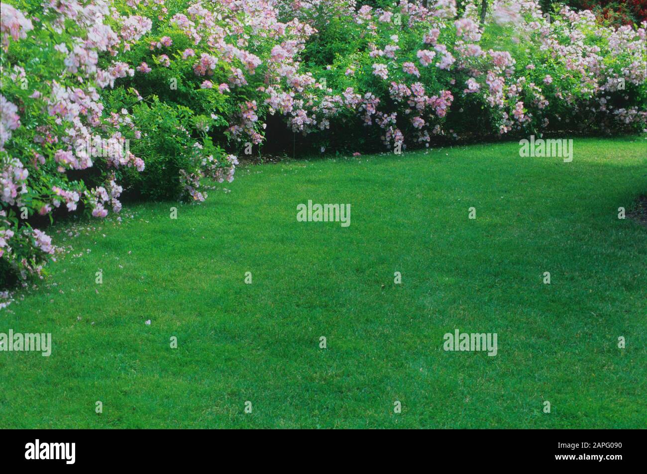 Flowering hedge hi-res stock photography and images - Alamy