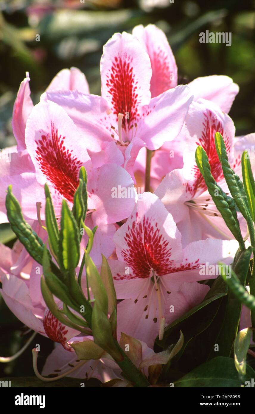 Rhododendron (Rhododendron sp) in bloom at spring Stock Photo - Alamy