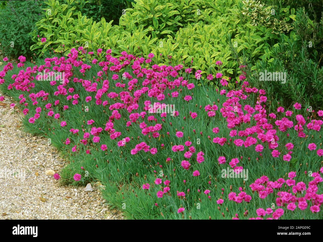 Alpine Pink (Dianthus alpinus) in bloom in summer Stock Photo - Alamy
