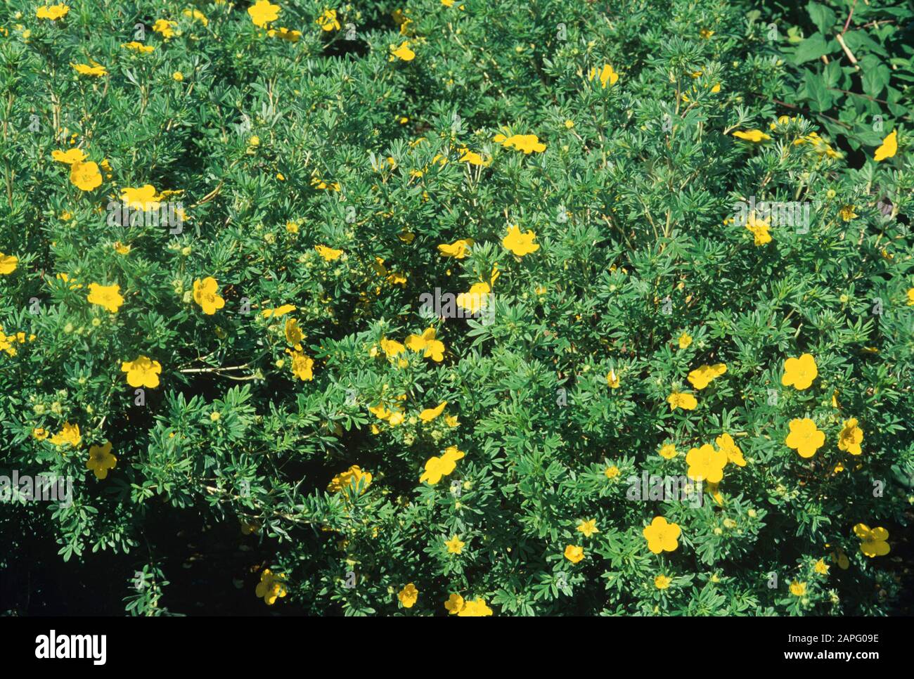 Shrubby Cinquefoil (Potentilla fruticosa) 'Goldfinger' in bloom Stock ...