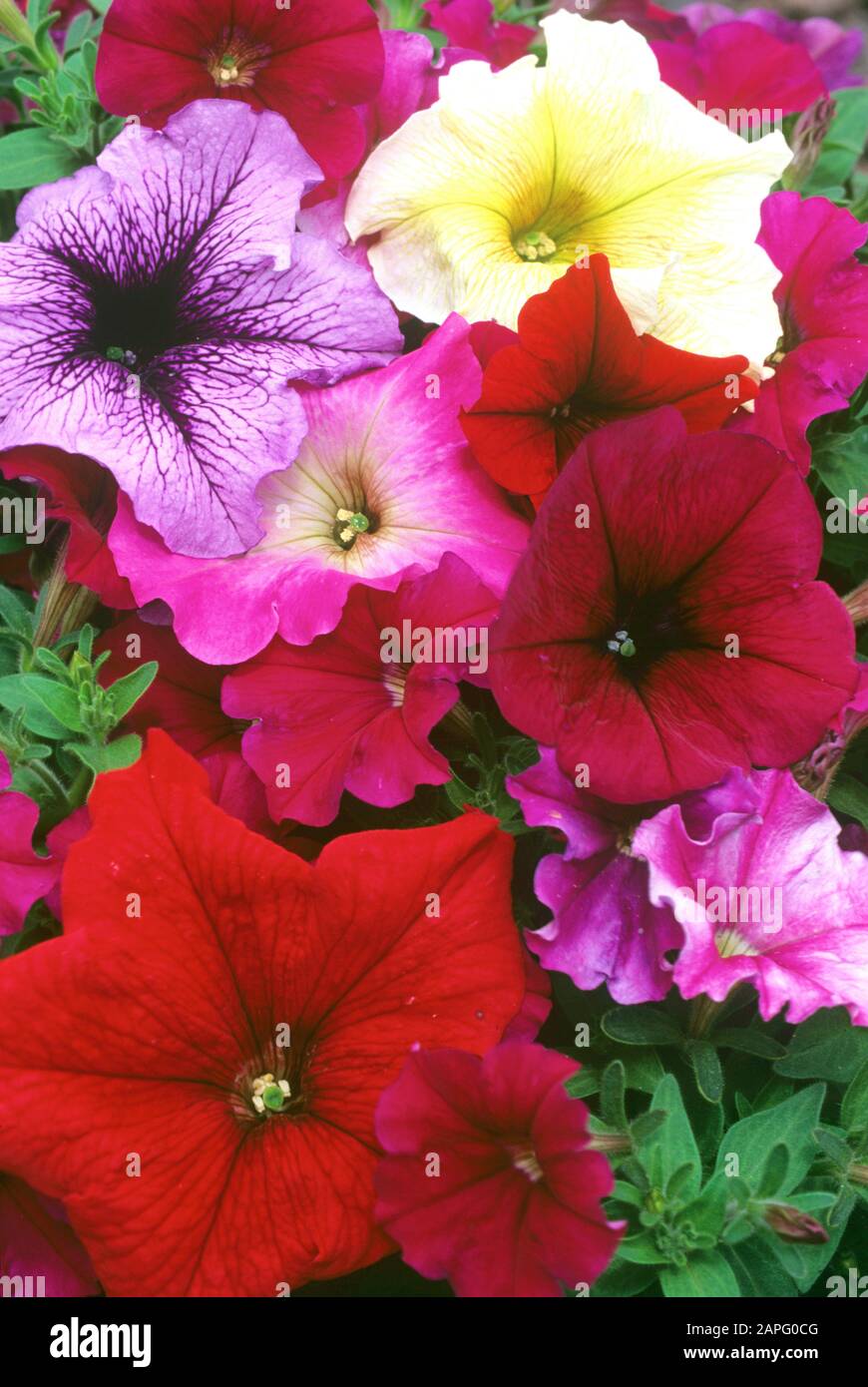Mixed petunias, summer annuals Stock Photo - Alamy