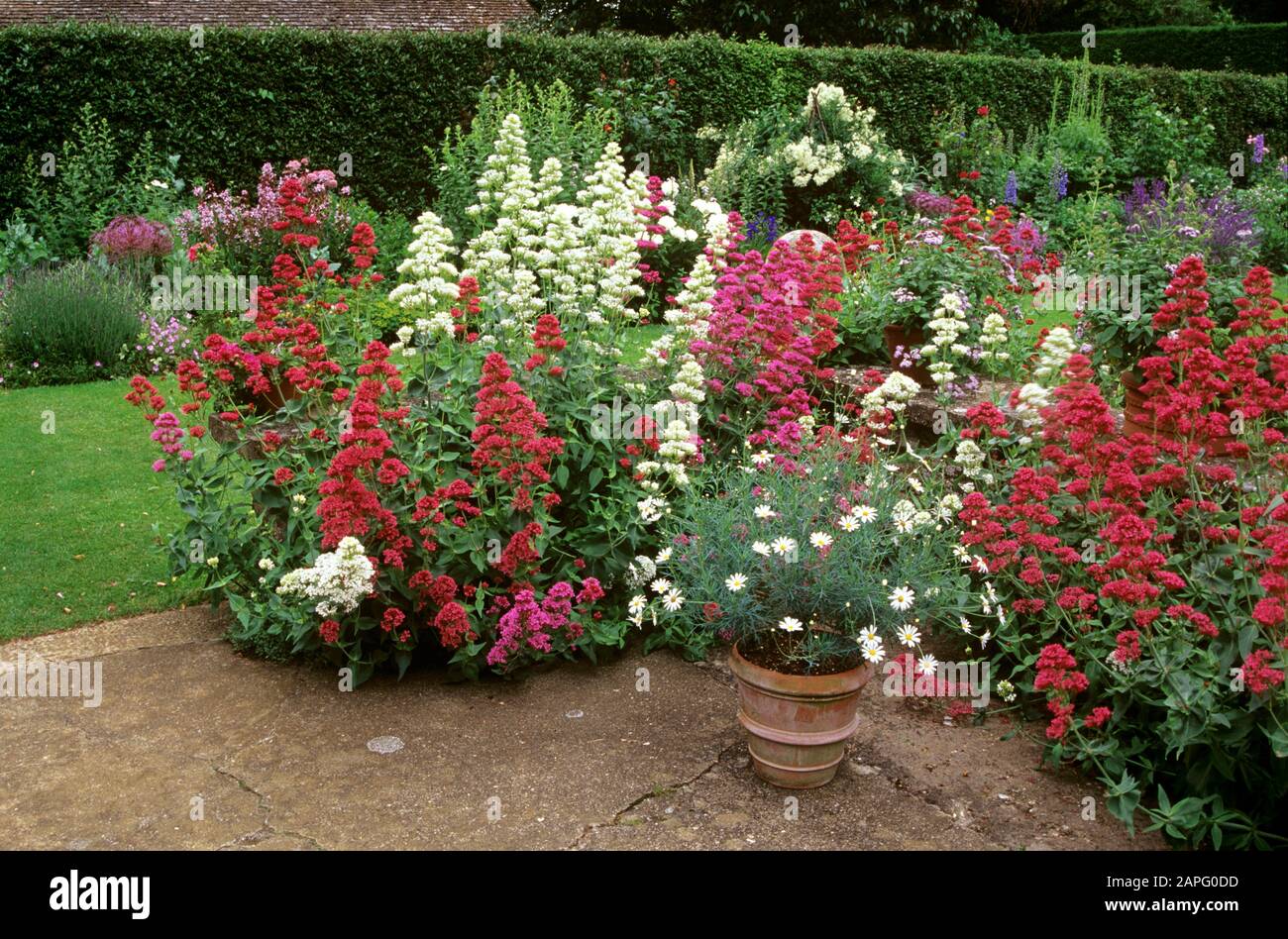 Massif of red valerian (Centranthus ruber) and white valerian ...