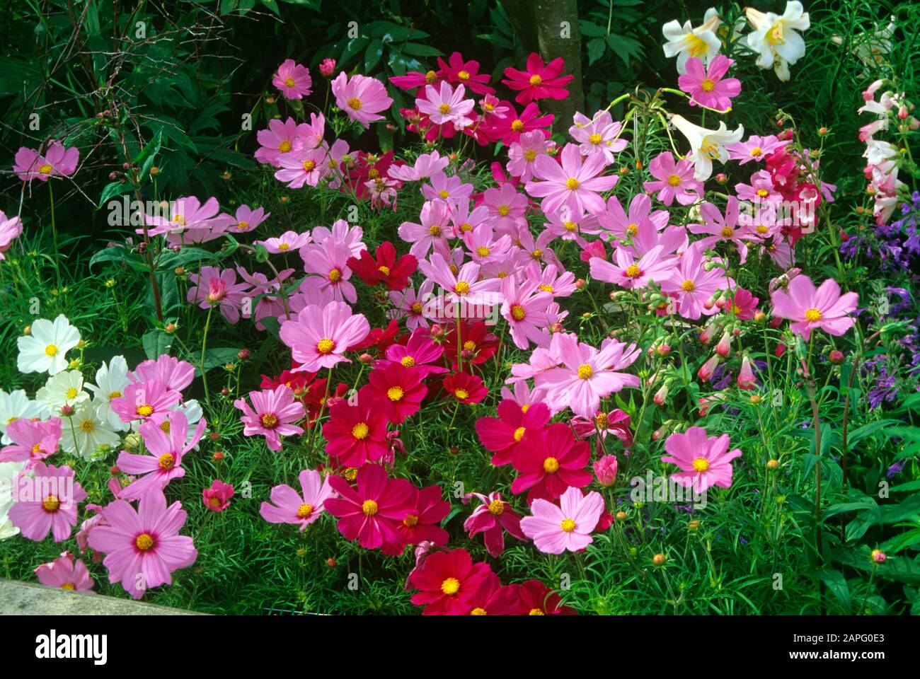 Bed of Cosmos (Cosmos sp) in summer Stock Photo - Alamy