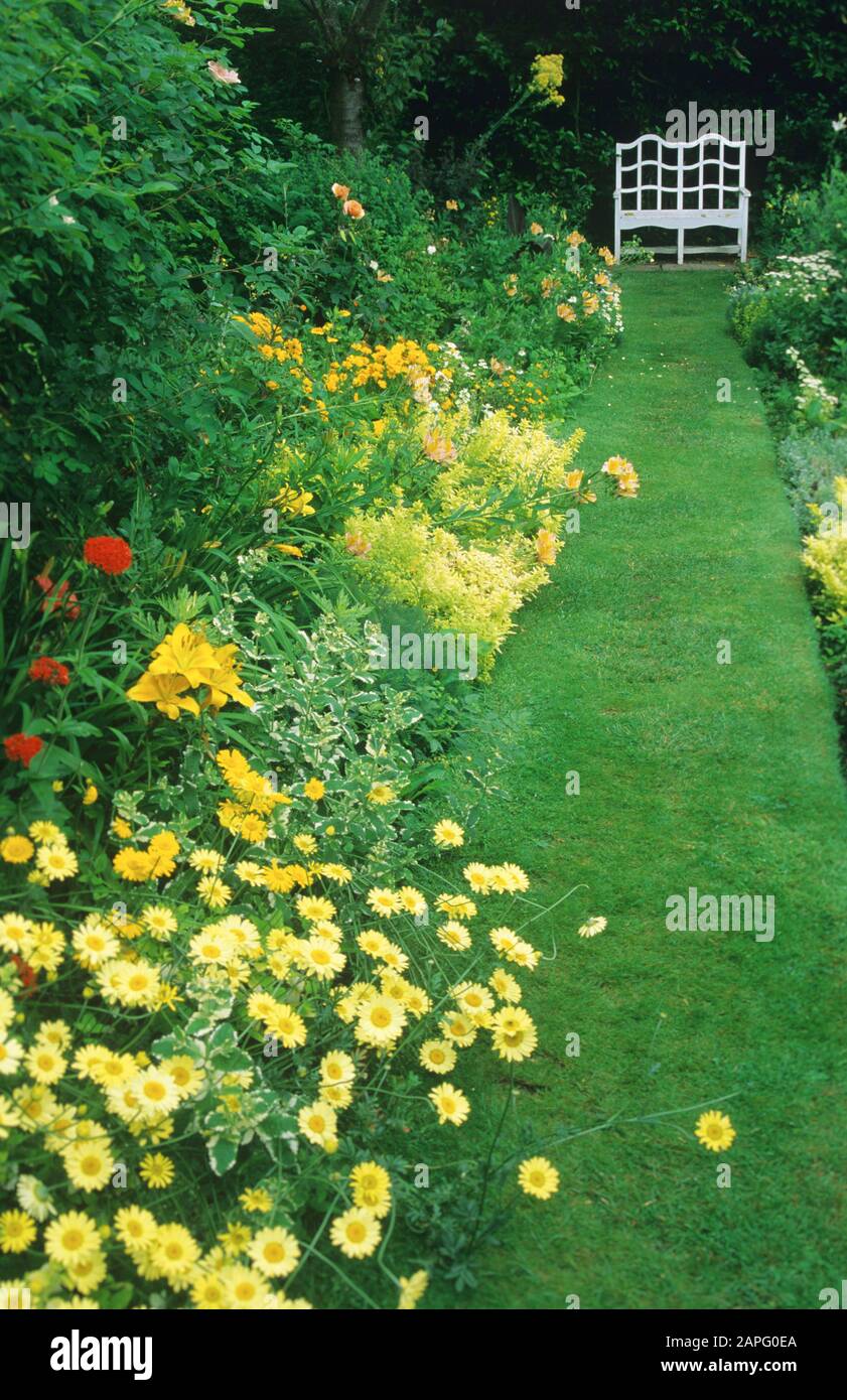 Lawn Pathway and Yellow camomile (Anthemis tinctoria) 'E.C. Buxton ...