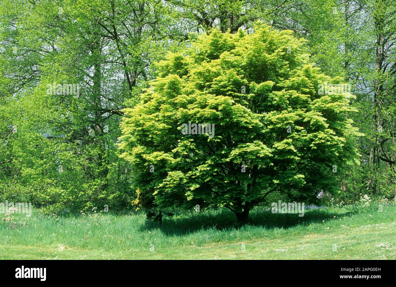 Japanese maple (Acer palmatum) 'Sankaki'. Shrub, small tree in spring ...