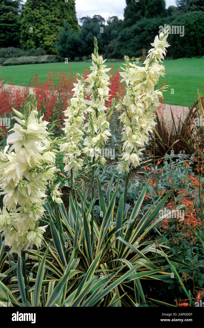 Adam's Needle (Yucca filamentosa) 'Bright Edge' Stock Photo - Alamy