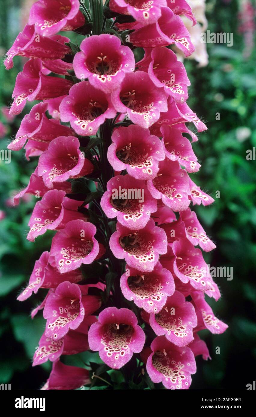 Medicina hi-res stock photography and images - Alamy