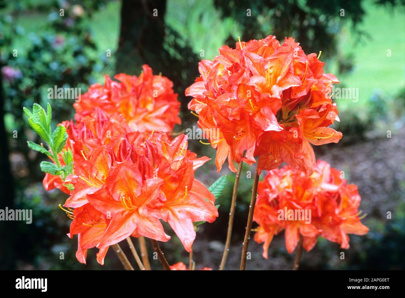 Azalea (Azalea mollis) 'Gibraltar' in bloom in spring Stock Photo - Alamy