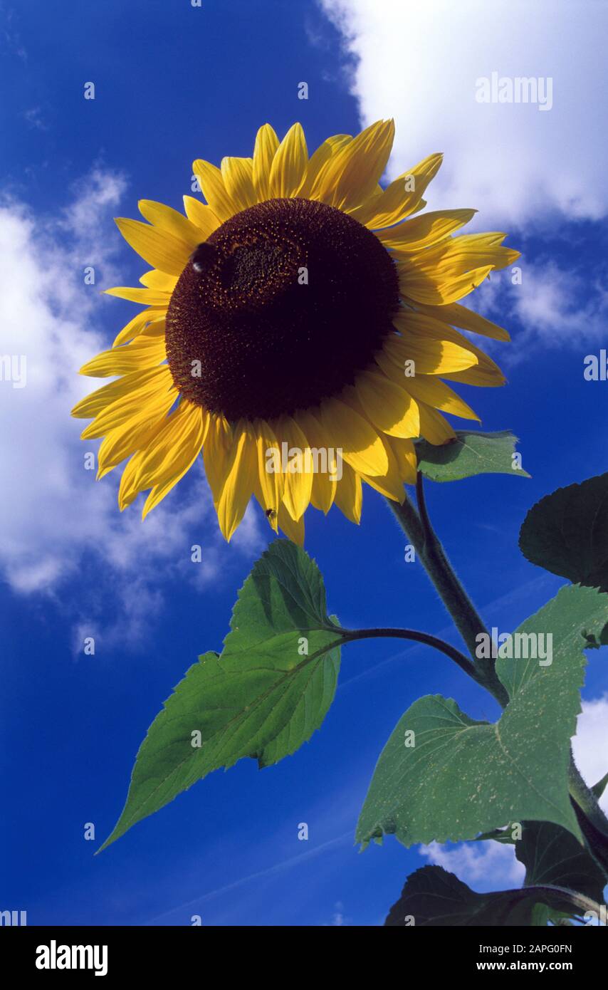 Wild sunflower (Helianthus annuus) with bee Stock Photo - Alamy