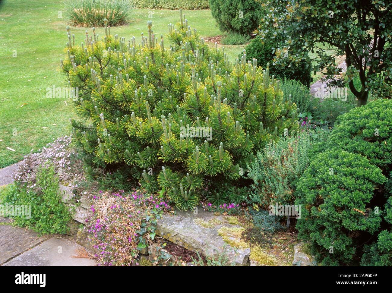 Mugo pine pinus mugo hi-res stock photography and images - Alamy