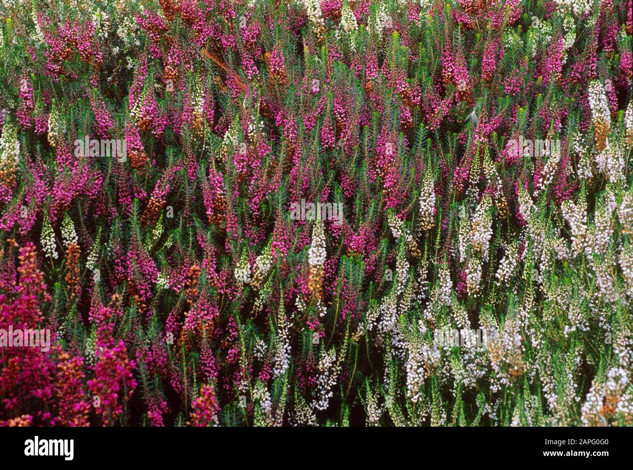 Heather (Calluna vulgaris) in bloom in summer Stock Photo - Alamy