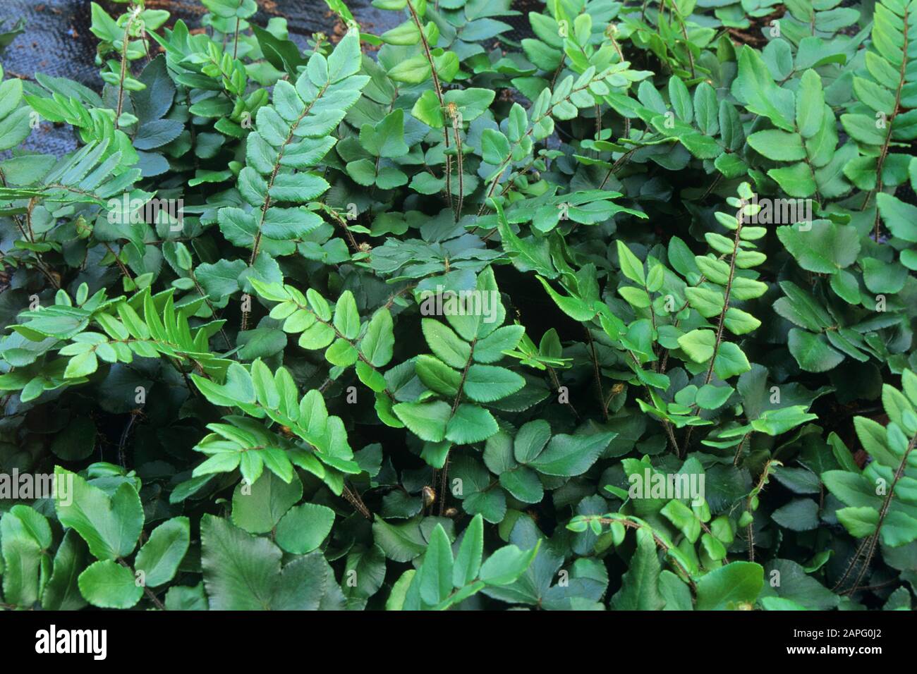 Sickle fern (Pellaea falcata) foliage Stock Photo - Alamy