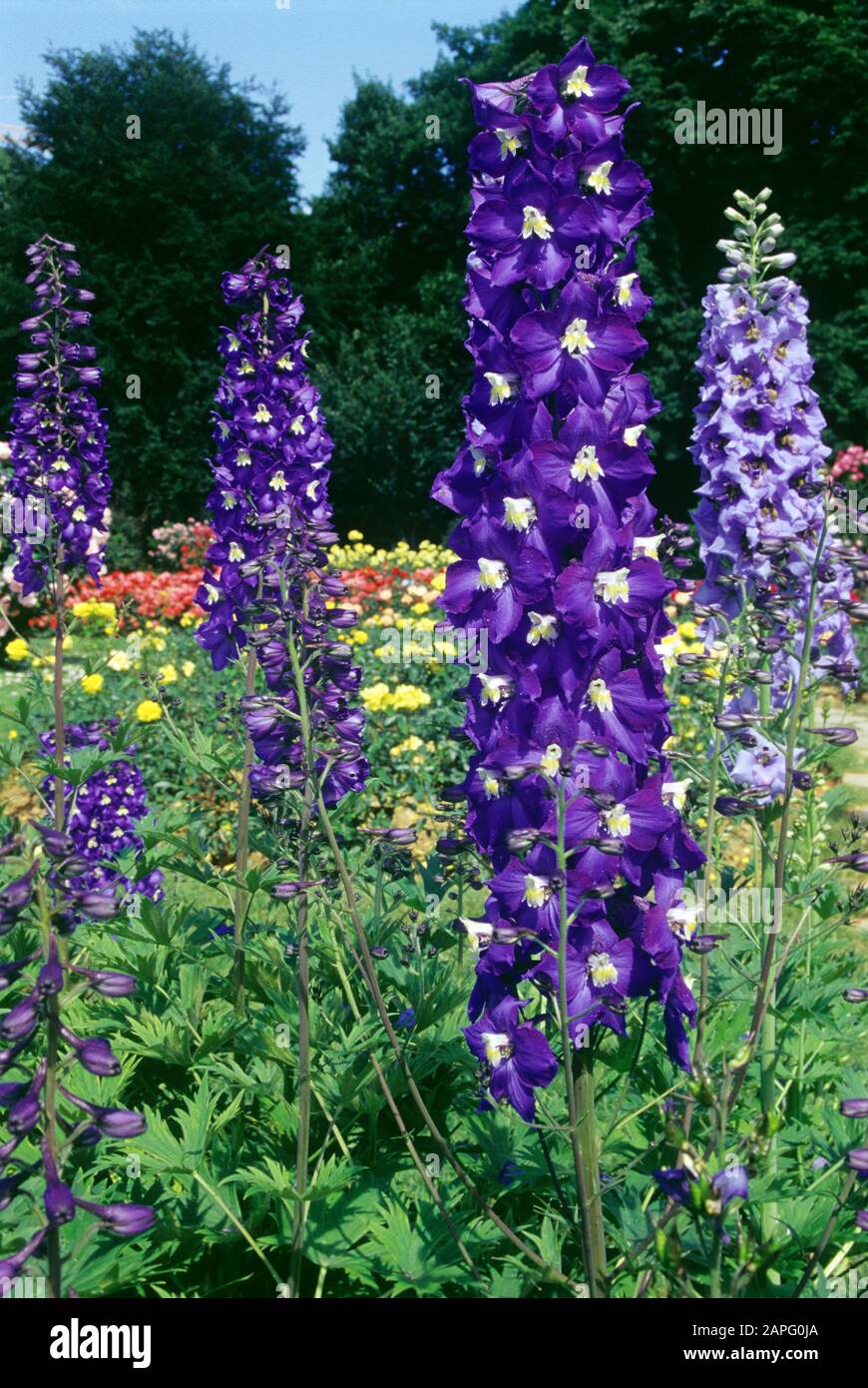 Larkspur (Delphinium x elatum) 'Blue Bird' Stock Photo - Alamy