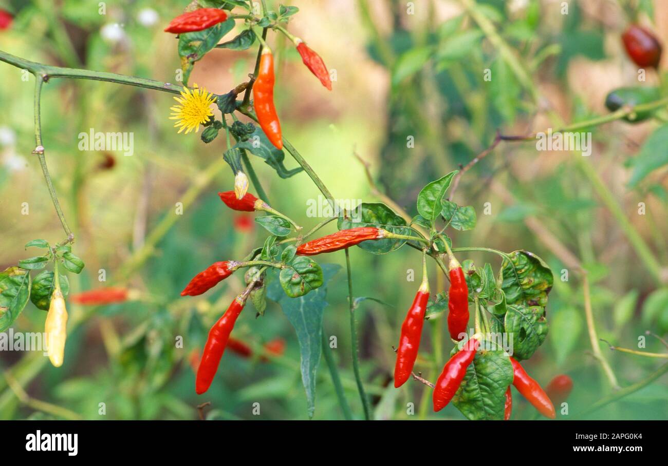 Capsicum frutescens capsicum frutescens hi-res stock photography and ...