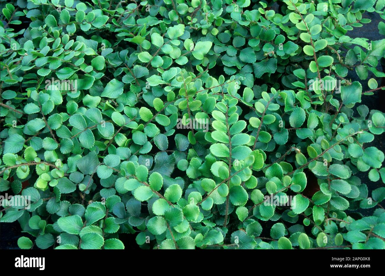 Button Fern (Pellaea rotundifolia) foliage Stock Photo - Alamy