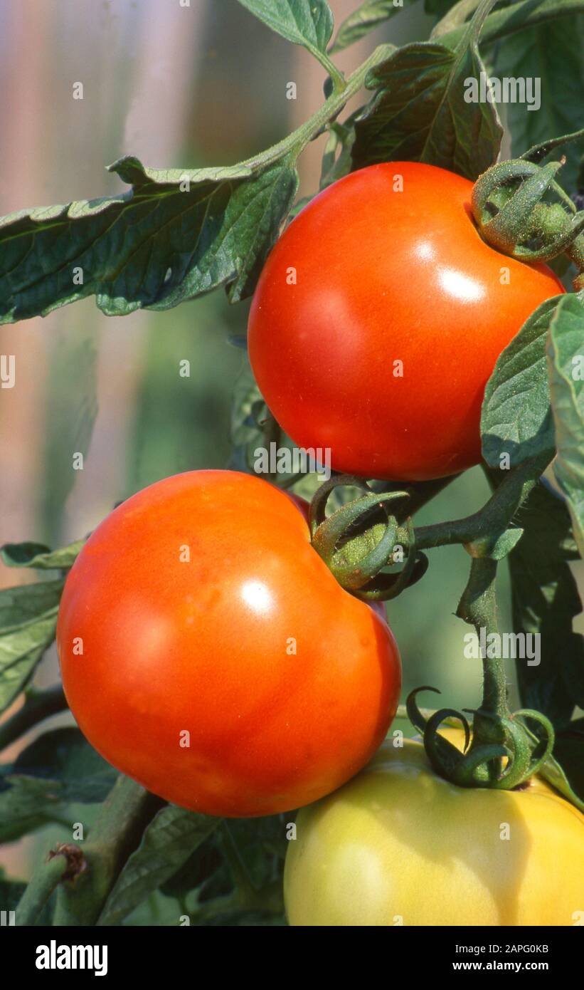 Tomato 'Ferline' (Lycopersicon esculentum Stock Photo - Alamy