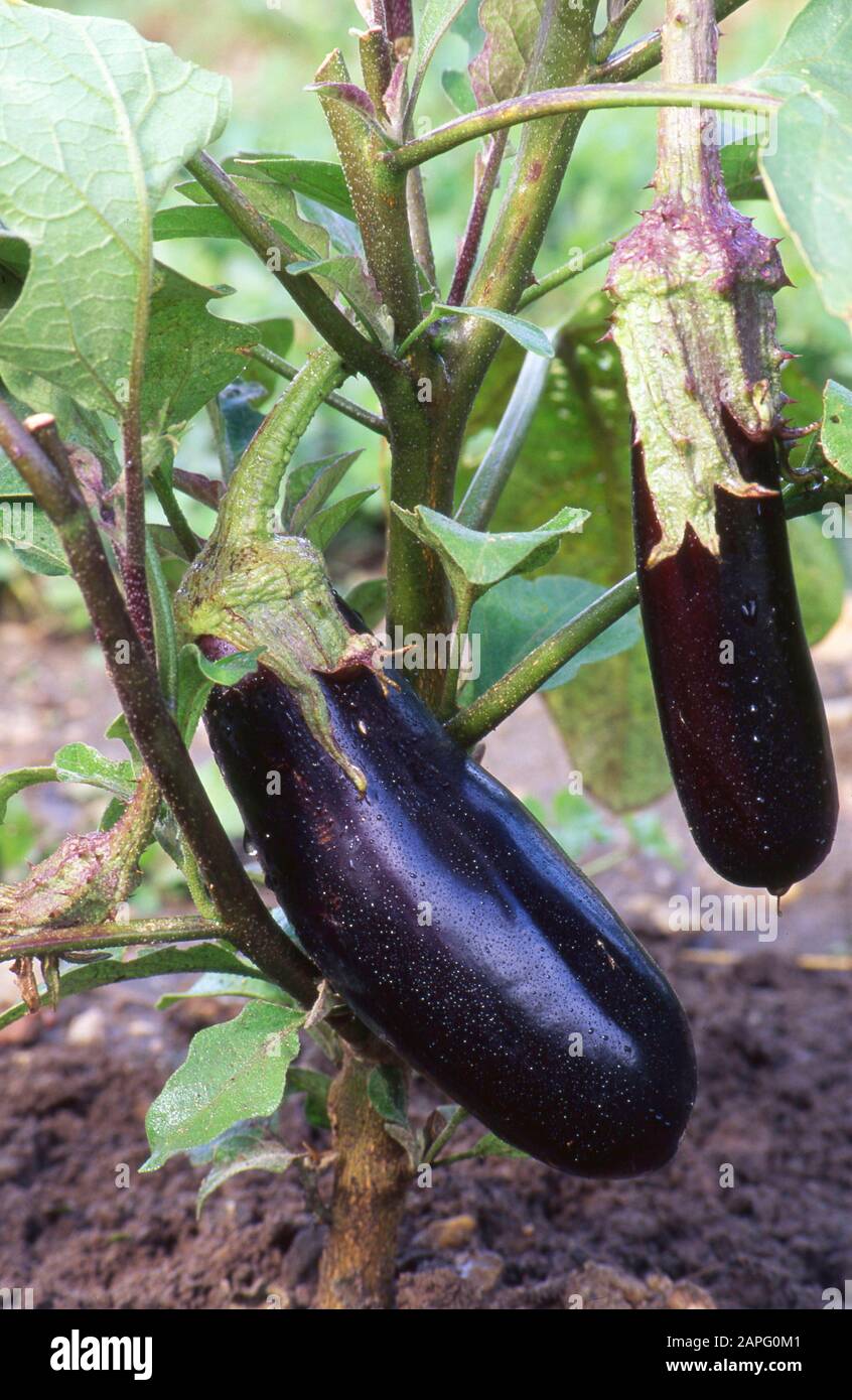 Eggplant 'Fabina F1' (Solanum melongena) in summer Stock Photo - Alamy