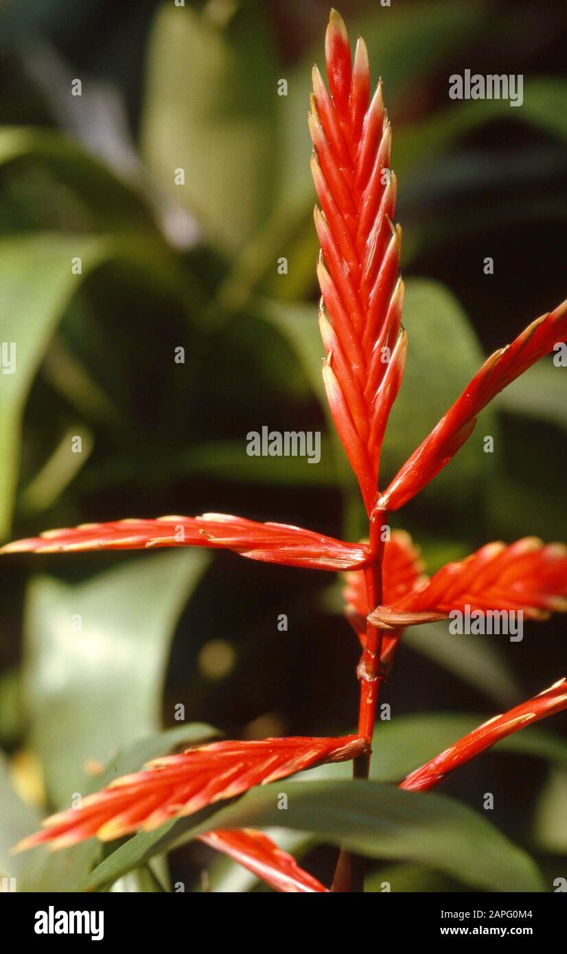 Flaming Sword (Vriesea splendens Stock Photo - Alamy