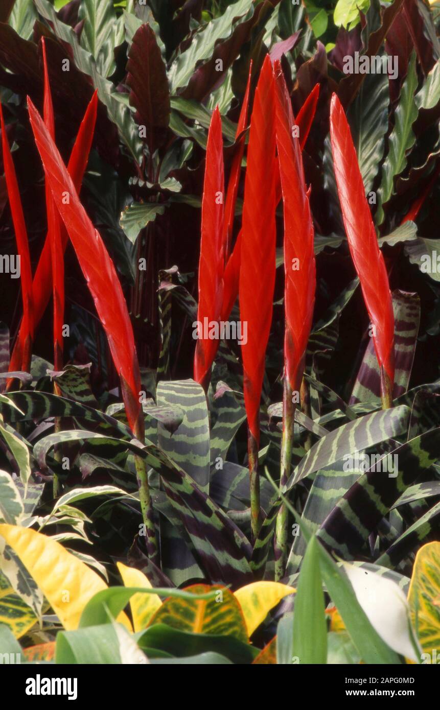 Flaming Sword (Vriesea splendens Stock Photo - Alamy