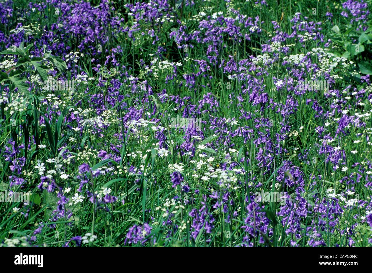 Wildflowers and meadows: Foxglove (Digitalis sp),Queen of the meadow ...