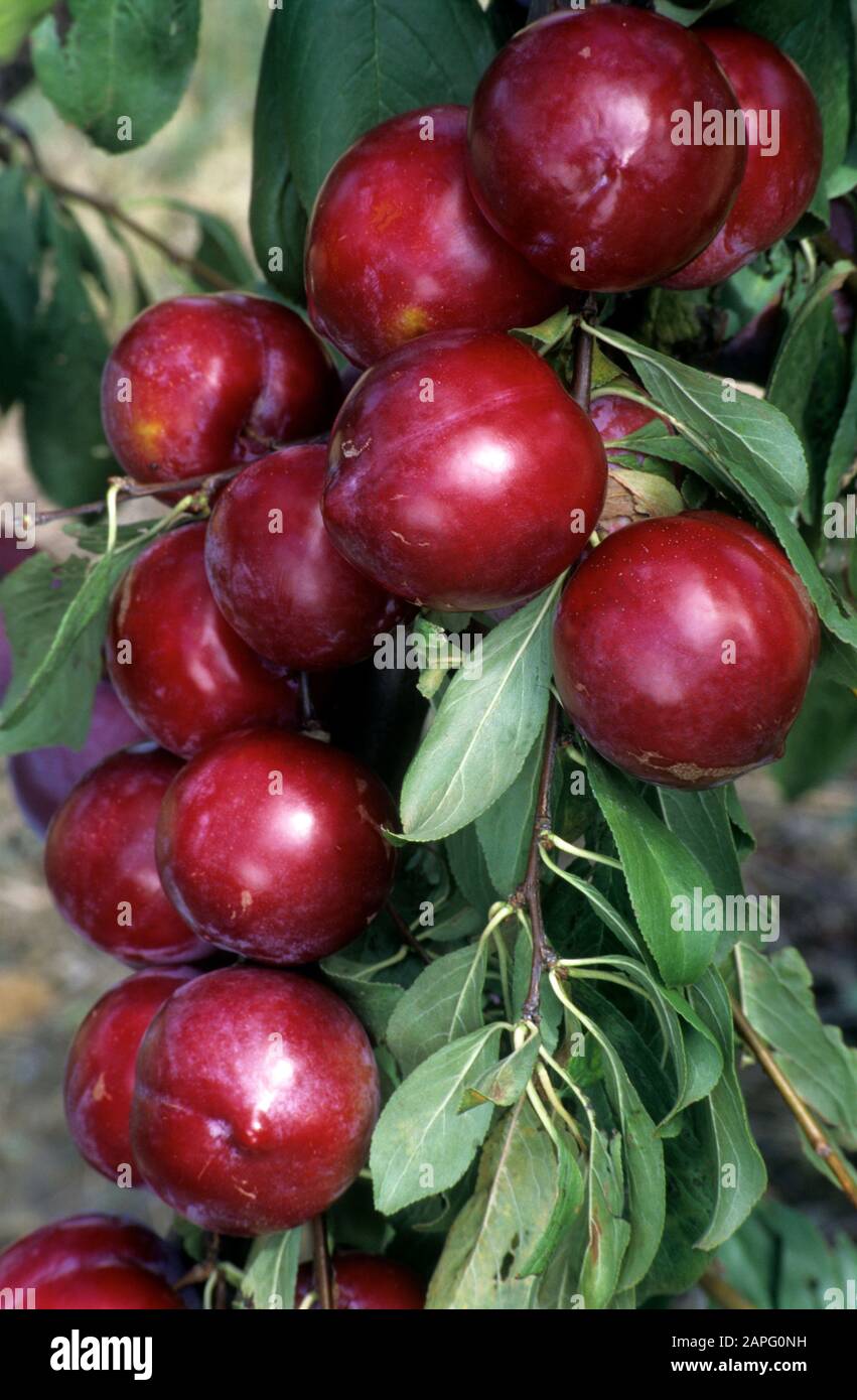 Plum 'Sprite' (Prunus domestica), fruits on the tree Stock Photo - Alamy