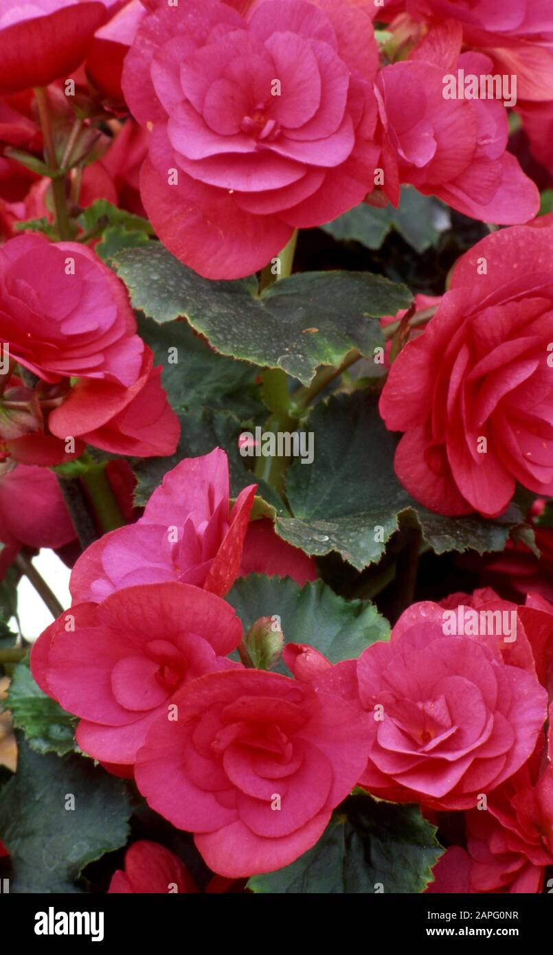 Hiemalis begonia (Begonia x hiemalis) in bloom in summer Stock Photo ...