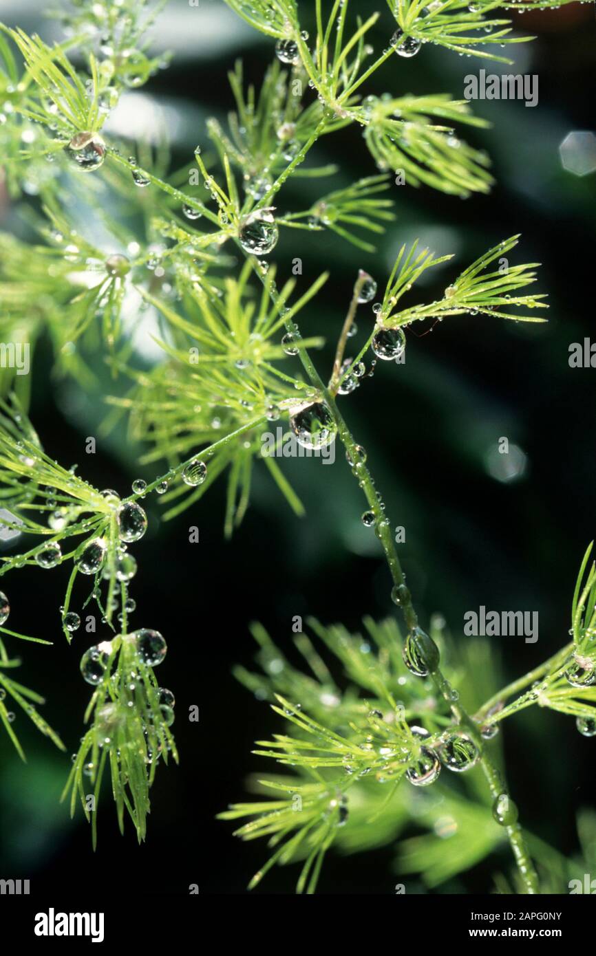 Cedar cedrus sp hi-res stock photography and images - Alamy