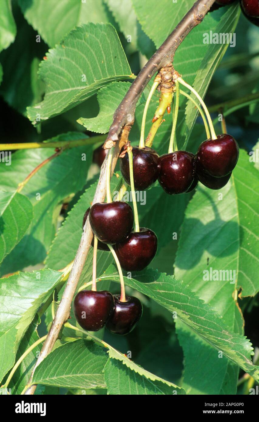 Cherry bigarreau 'Summit' (Prunus cerasus), fruits on the tree in ...