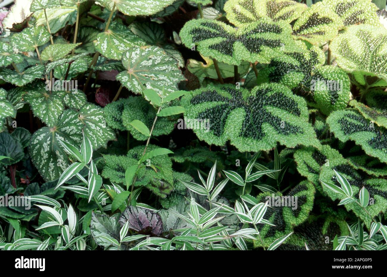 Rex begonia begonia rex hi-res stock photography and images - Alamy
