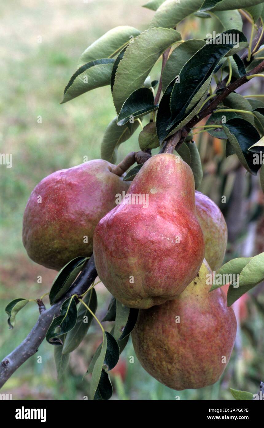 William pear hi-res stock photography and images - Alamy