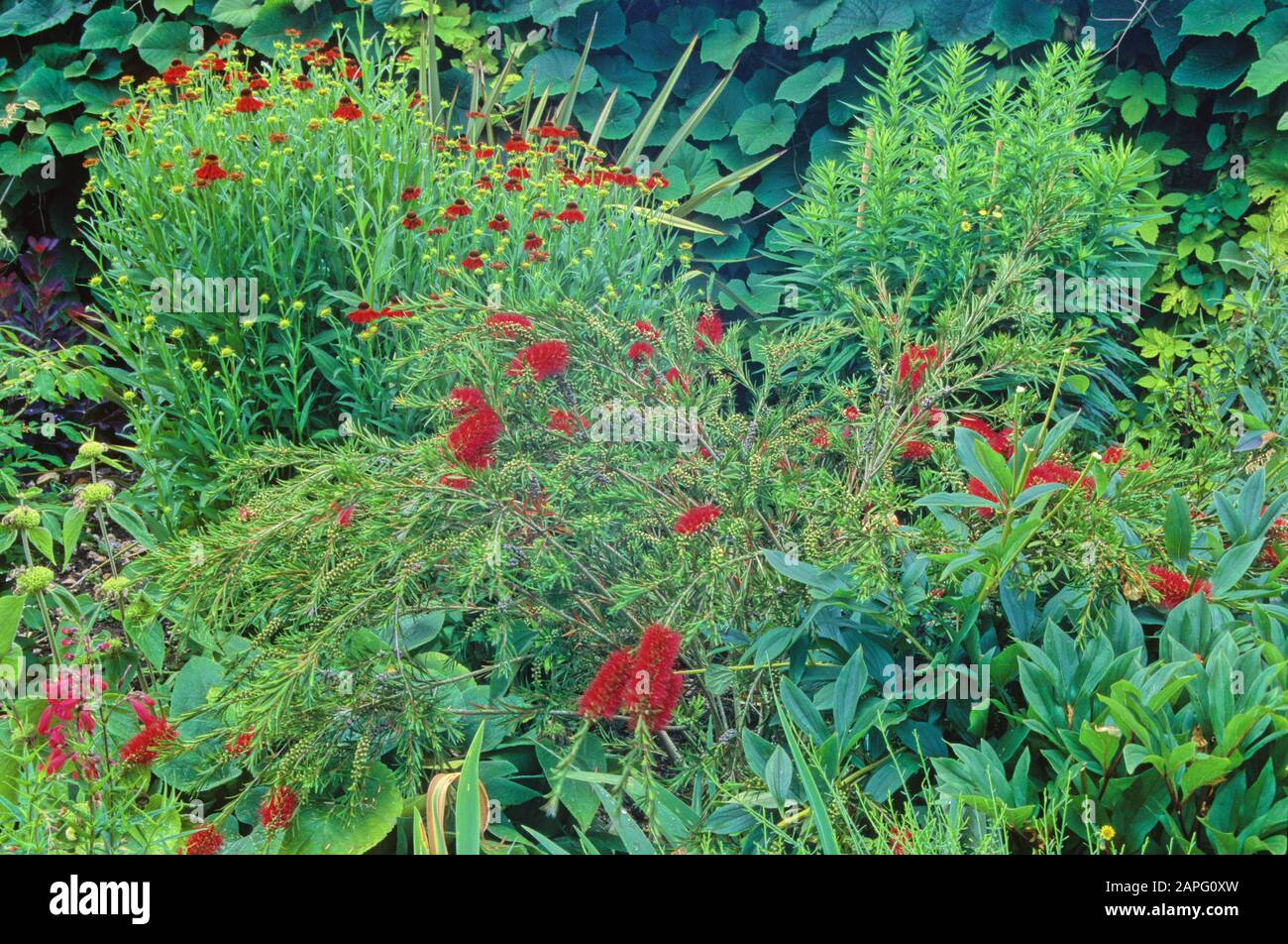 Narrow-leaved bottlebrush (Callistemon linearis) and Sneezeweed ...