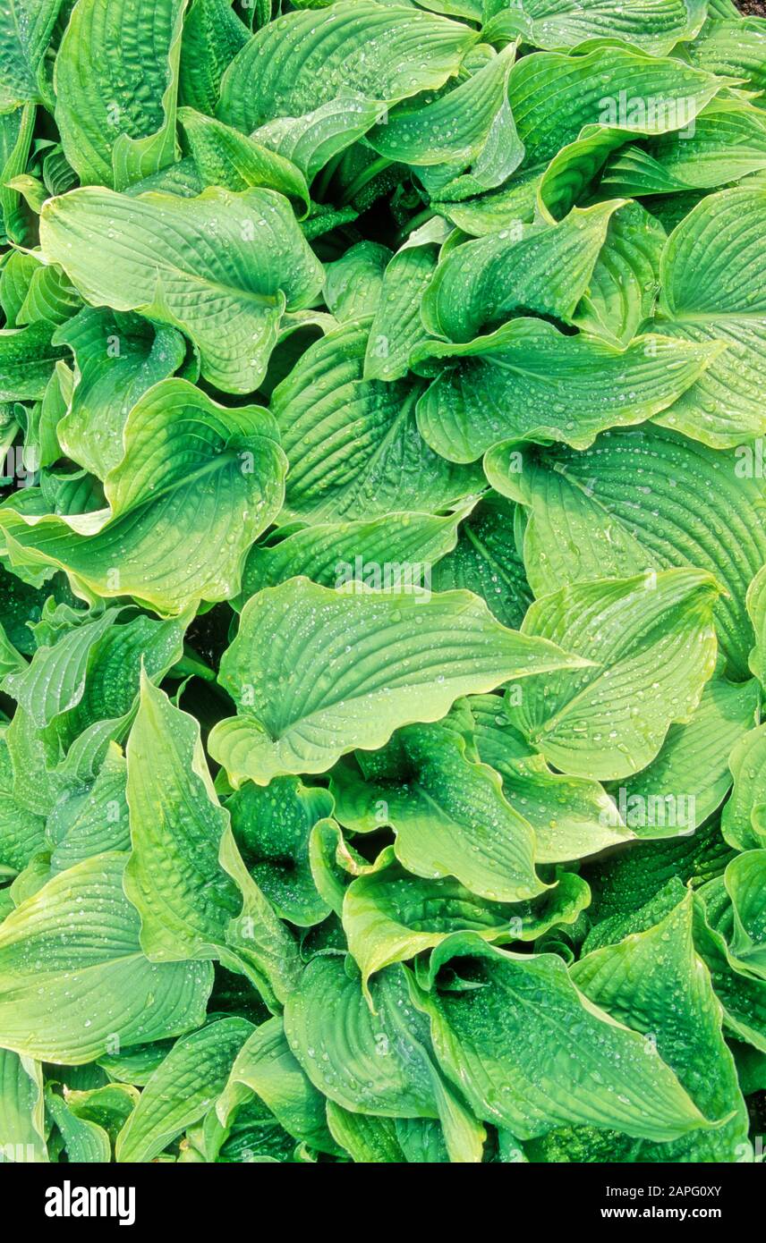 Hosta (Hosta capitata) foliage Stock Photo - Alamy