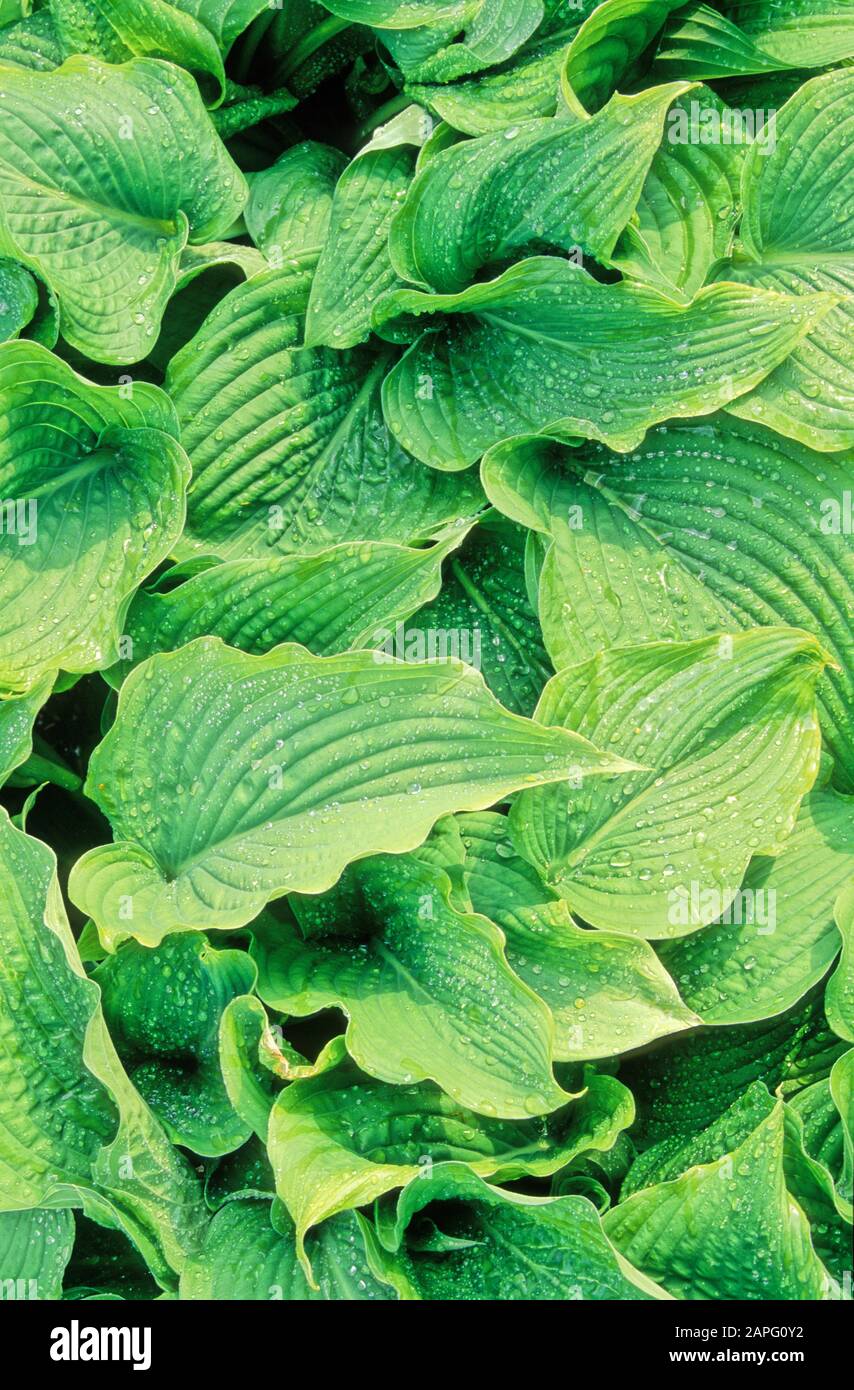 Hosta (Hosta capitata) foliage Stock Photo - Alamy